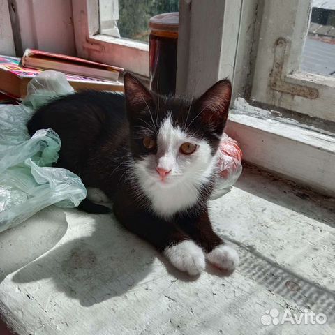 Бесплатные котята