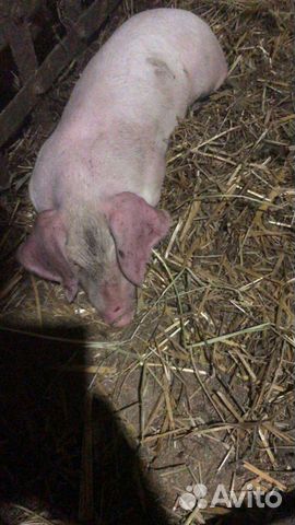 Продам поросят. Хряк дюрок мать крупная белая