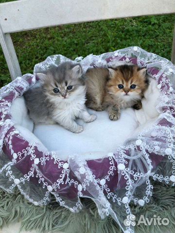 Роскошь британской породы