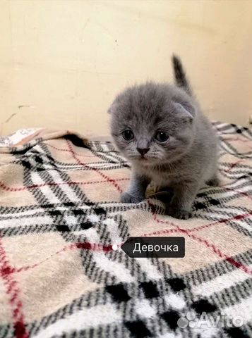 Шотландские вислоухие котята