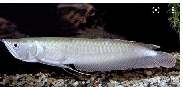 Рыба аравана