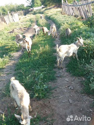 Козы и козлята