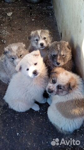 Отдам в хорошие руки