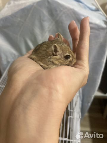 Мышь песчанка