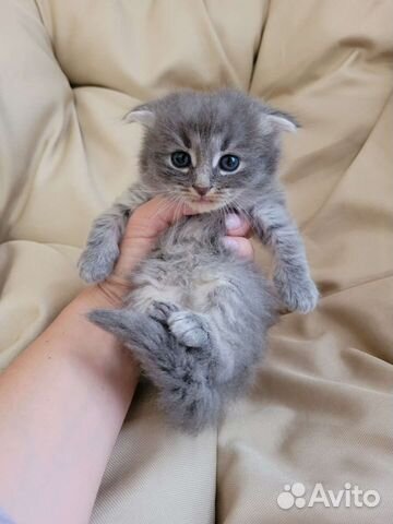 Вислоухие котята девочки