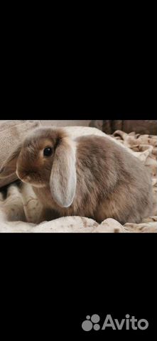 Декоративные кролики вислоухие