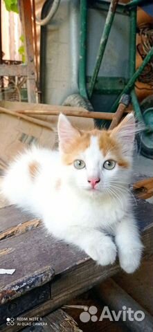 Наглая рыжая морда