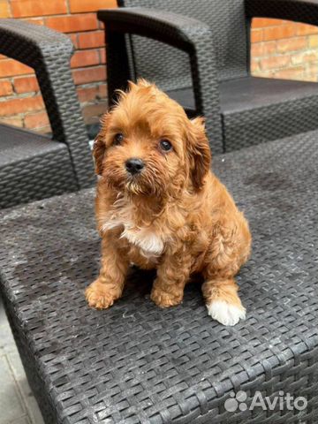 Мальтипу f1 мальчик