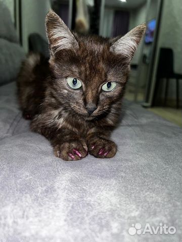 Кошка (Бесплатно)
