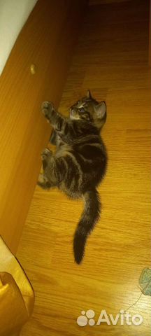 Шотландский котёнок в дар