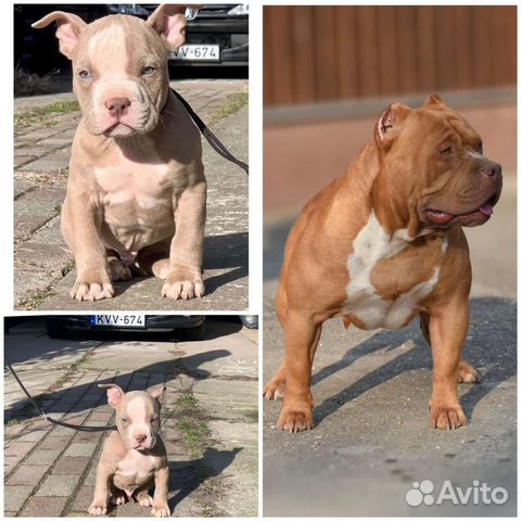 Булли щенок из Венгрии