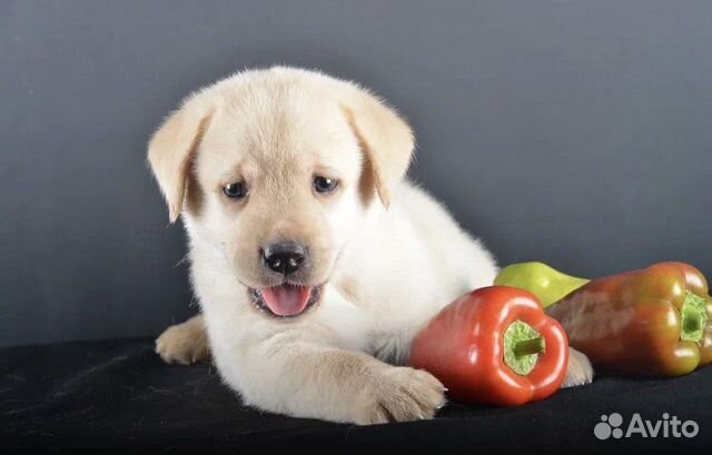 Щенок лабрадора