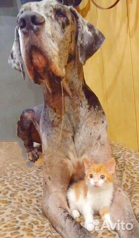 Котенок Персей 1 мес