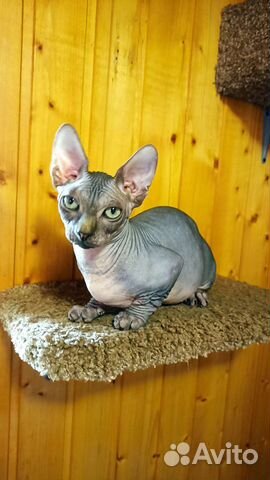 Бамбино короткие лапки
