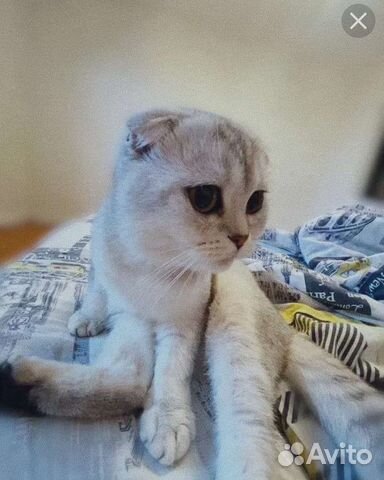 Серебряная шиншилла