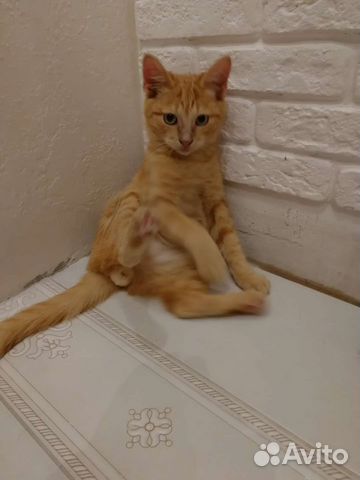 Котенок Рыжик в добрые руки