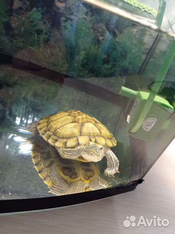 Красноухая черепаха с аквариумом