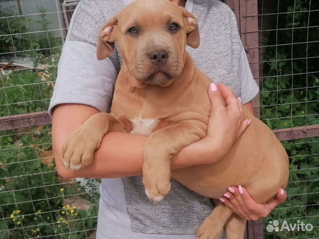 Американский булли xl щенки