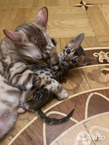 Бенгальские котята