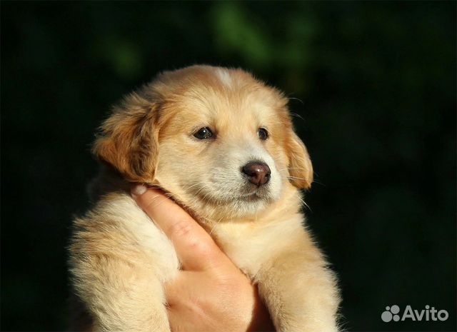 Рыжик щенок ищет хозяина. Отдадим в хорошие руки