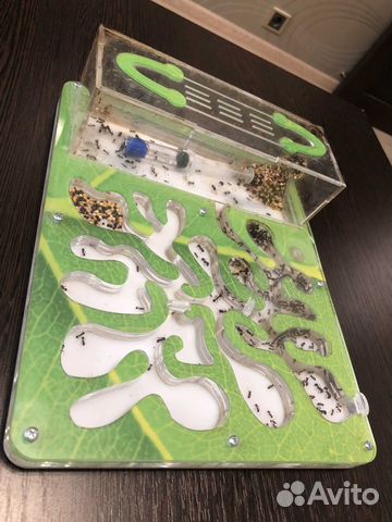 Муравьиная ферма. Полный комплект. Куча муравьишек