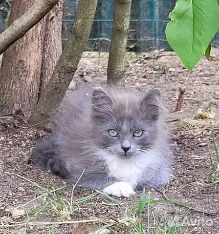 Котята в добрые руки бесплатно Пушок Дымка