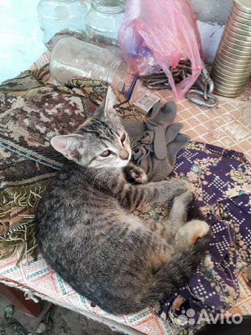 Котенок в добрые руки с доставкой на дом)