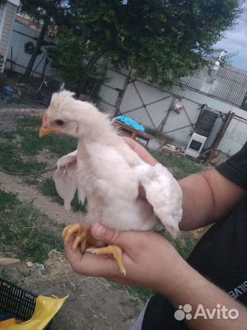 Цыплята подрощенные