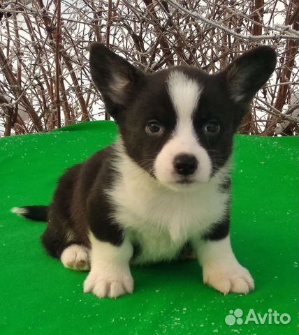 Шустрые малыши кардиган (ркф)