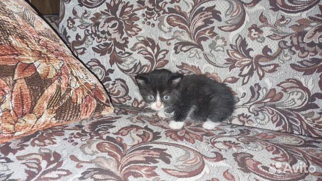 Котенок Гриша