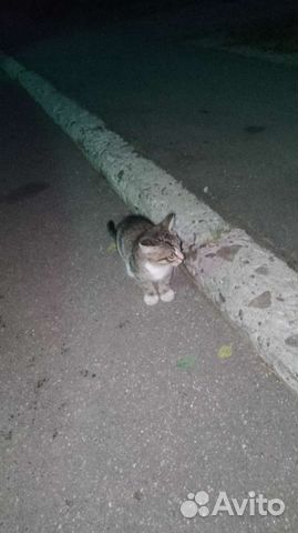 Котенка в пакете достали из мусорки