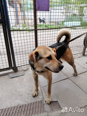 Эля, собака в добрые руки приют Ржевка