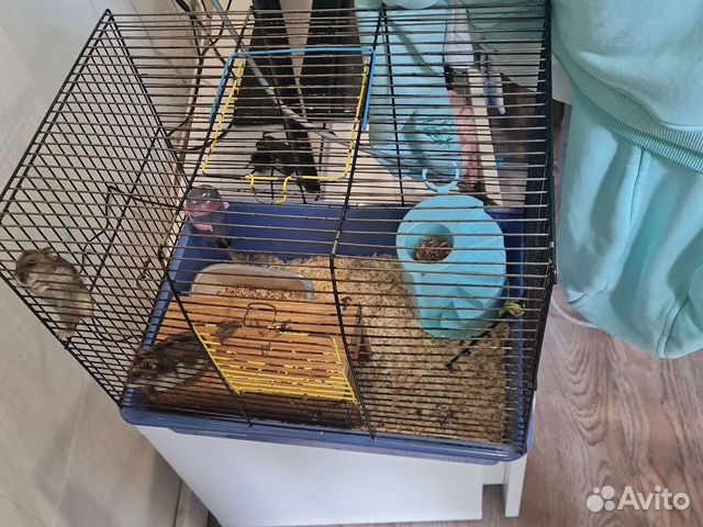 Джунгарский хомяк бесплатно с клеткой