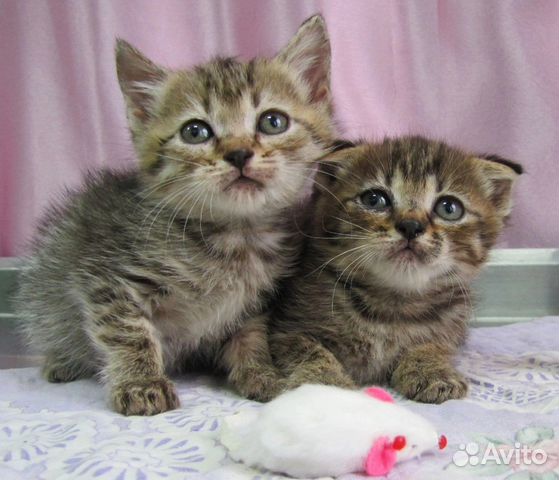 Котята ищут дом