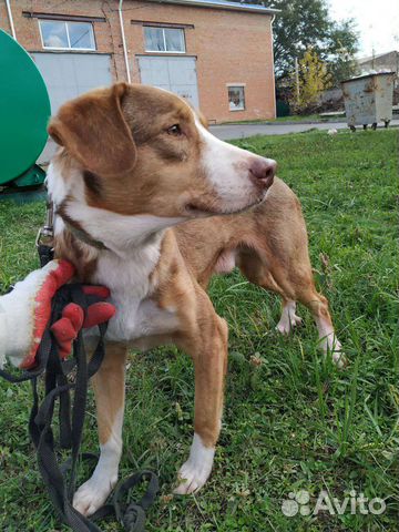 Спасён из черного приюта