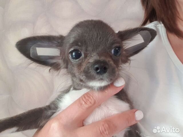 Щенки чихуахуа мини
