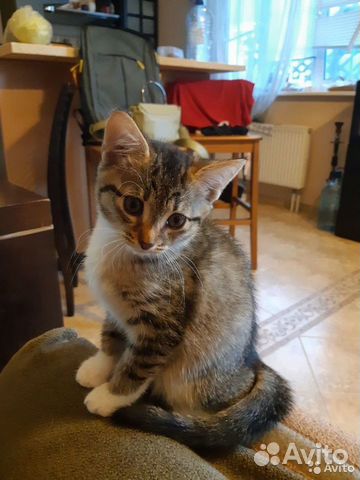 Котята 2 месяца