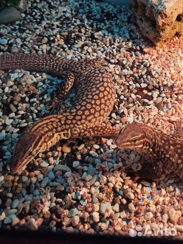 Кольцехвостая ящерица