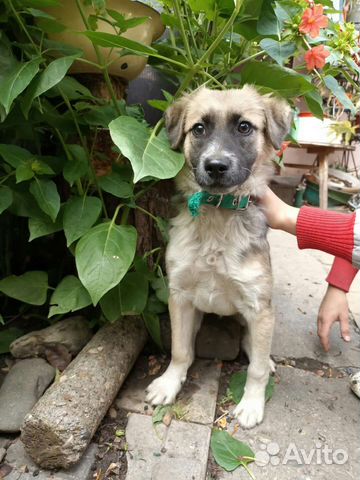 Девочка Лолочка 4 мес