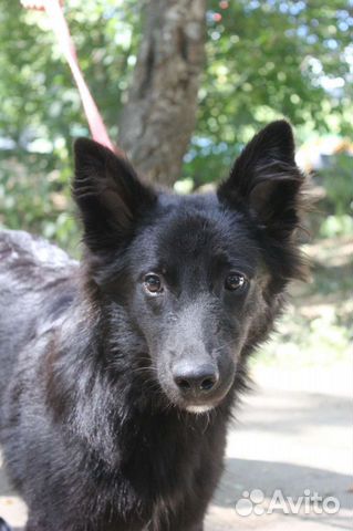 Пёс Бэтмен ищет семью