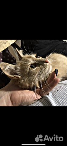 Котенок персиковый