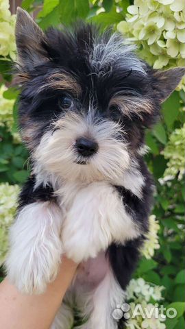 Бивер мальчик