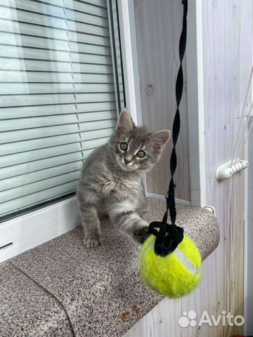 Кот Тэдик