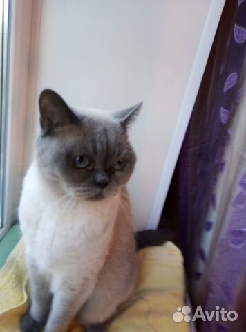 Британка девочка бесплатно