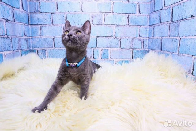 Котик Сильвер