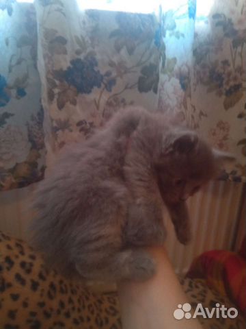 Кошки