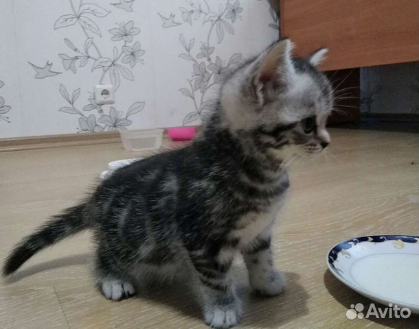 Котенок вискас