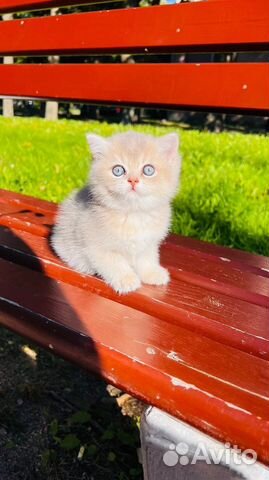 Британская золотая шиншилла