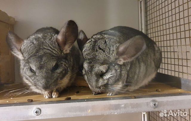 Шиншиллы девочки-сестрички 7 мес