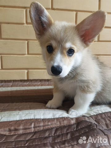 Мальчик Вельш корги пемброк бобтейл